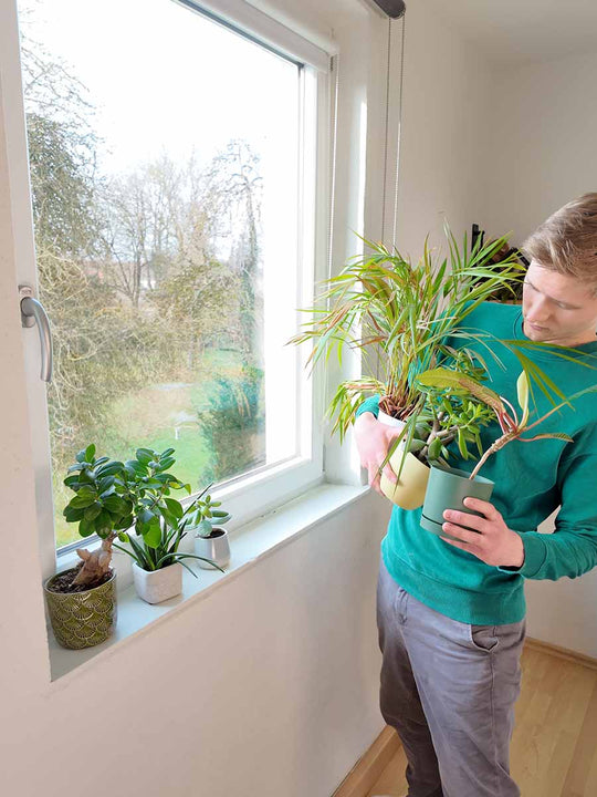 frischluft Fensterbrett - Die erste mobile Fensterbank